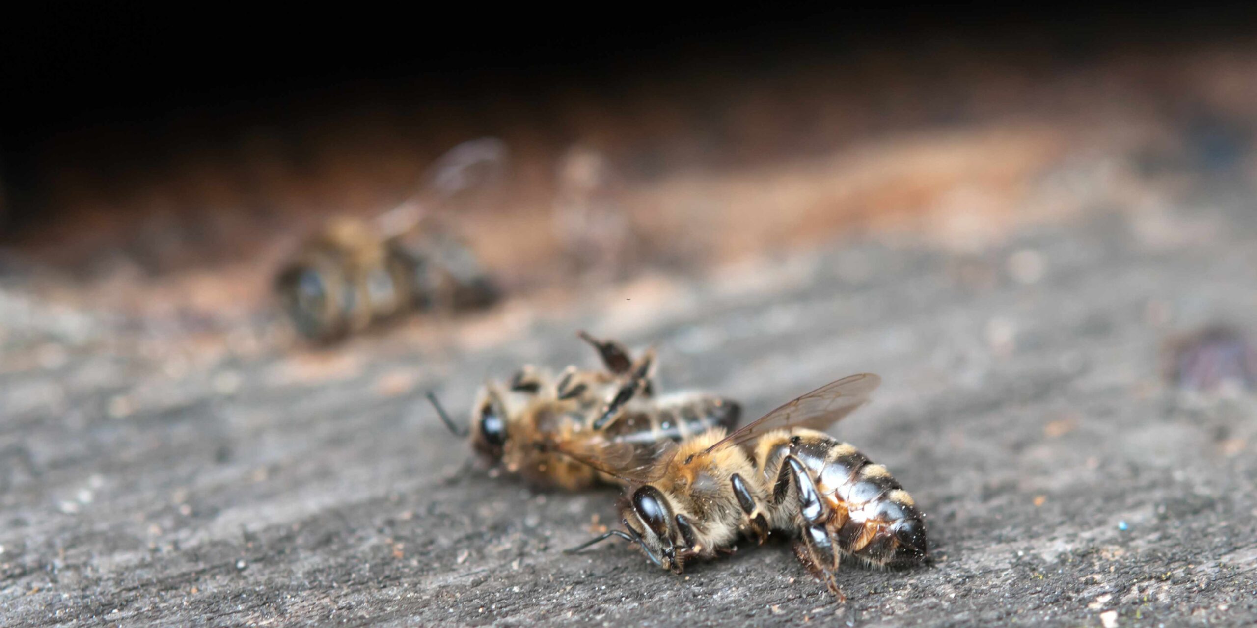 honey and beekeeping equipment